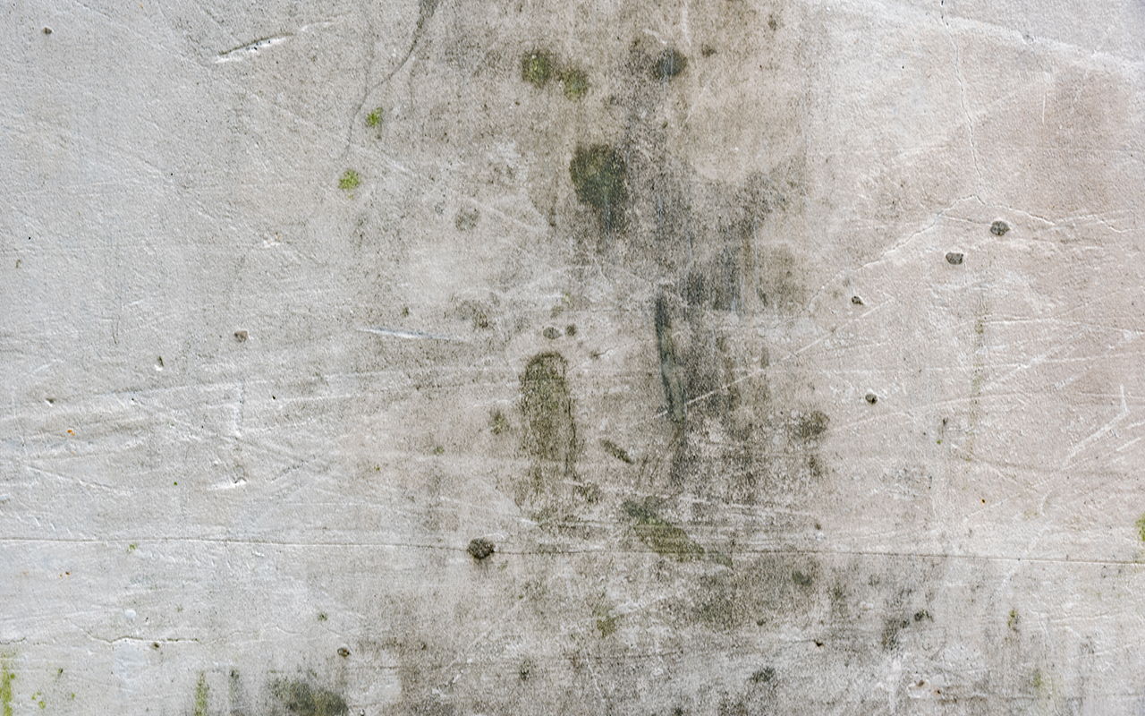 Mold Removal Company | Brewster’s Mold Removal Experts